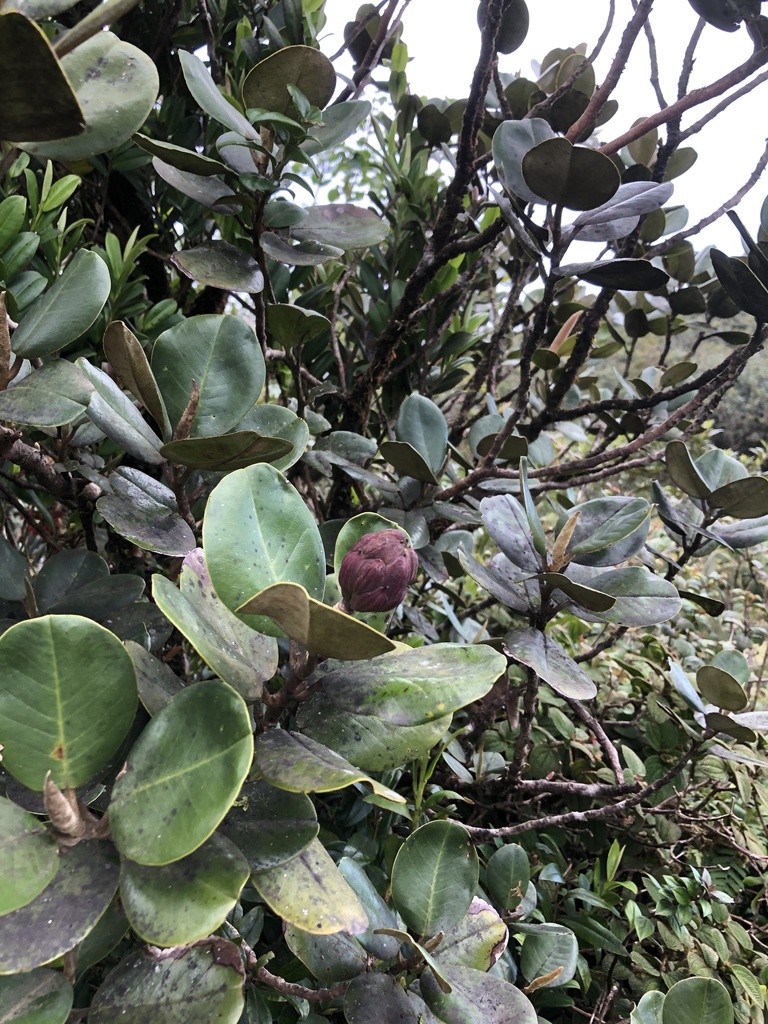 (Magnolia domingensis) - Botanical Realm