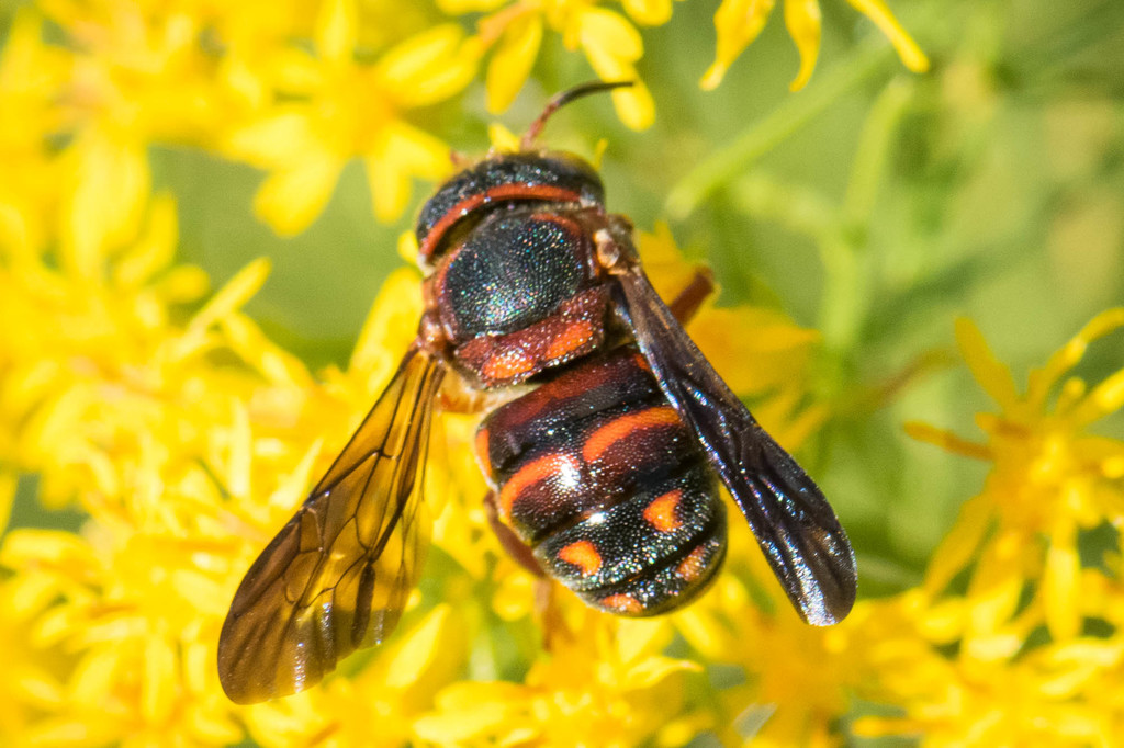 Perplexing Rotund-Resin bee from Orange County, FL, USA on October 25 ...