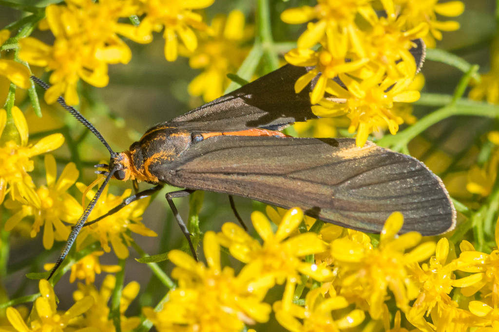 Black-winged Dahana Moth from Orange County, FL, USA on October 25 ...