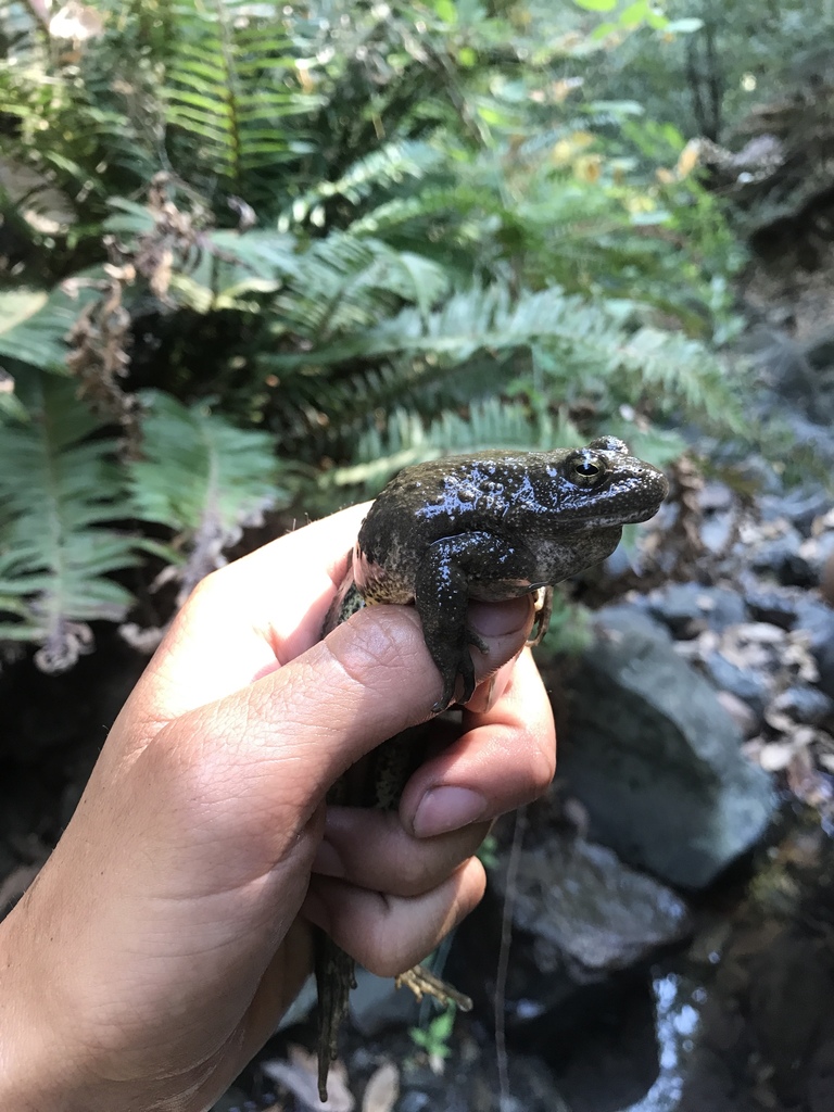 Foothill Yellow-legged Frog in September 2017 by Adrian Macedo. Caught ...