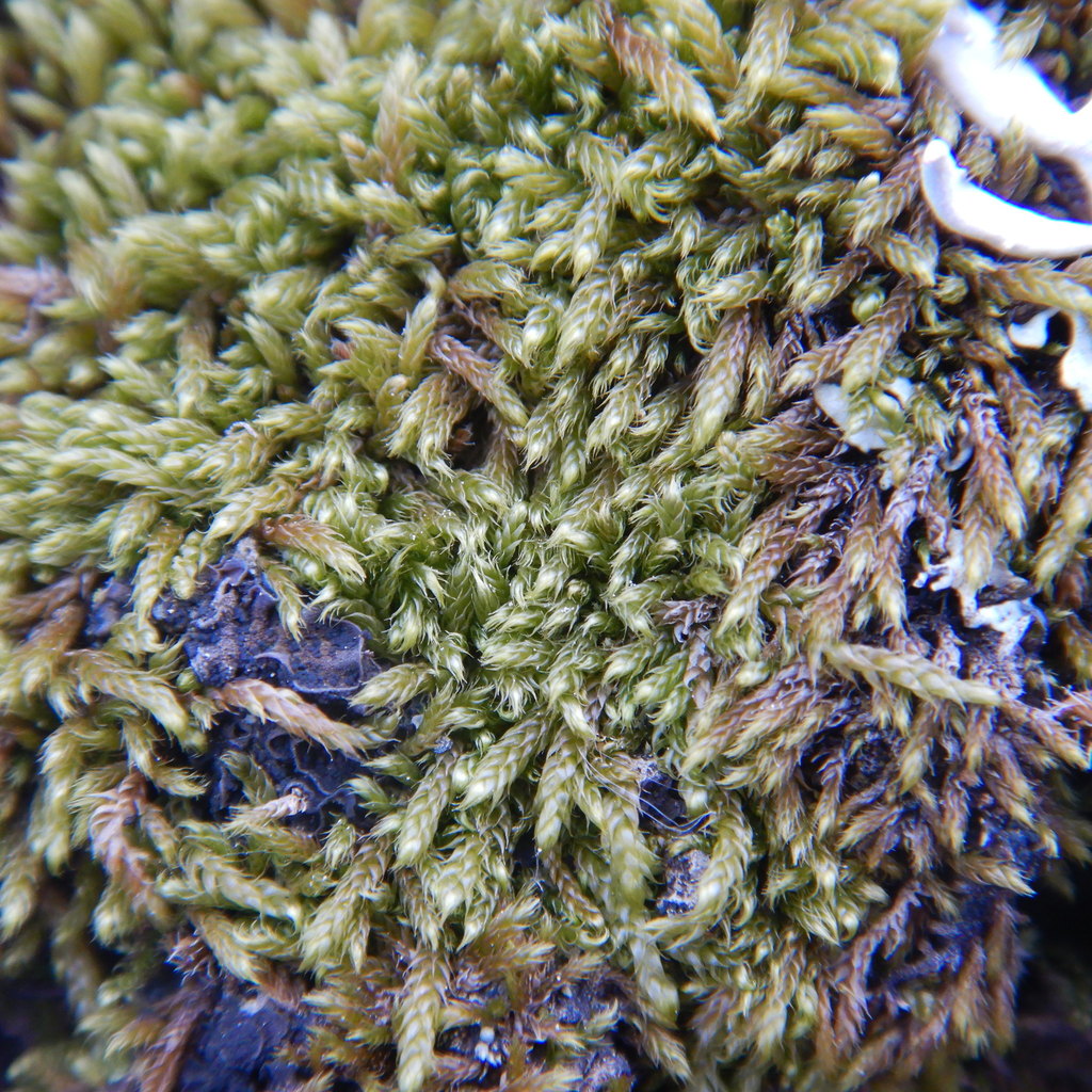 Cypress-leaved Plait-moss from Yukon, YT, Canada on October 24, 2020 at ...