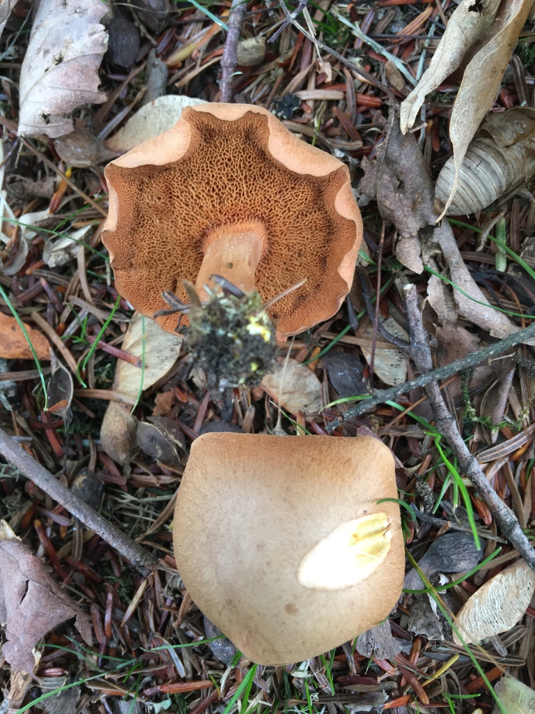 Peppery Bolete from Webster Ave, New York, NY, US on October 25, 2020 ...