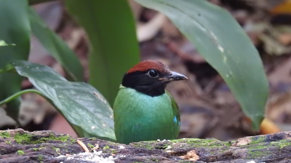 Hooded Pitta (Birds of Thailand) · iNaturalist