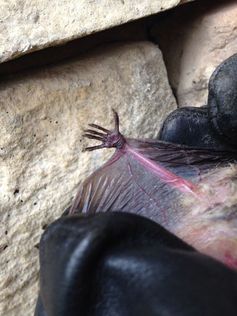 Gray Bat (Myotis grisescens) - Know Your Mammals