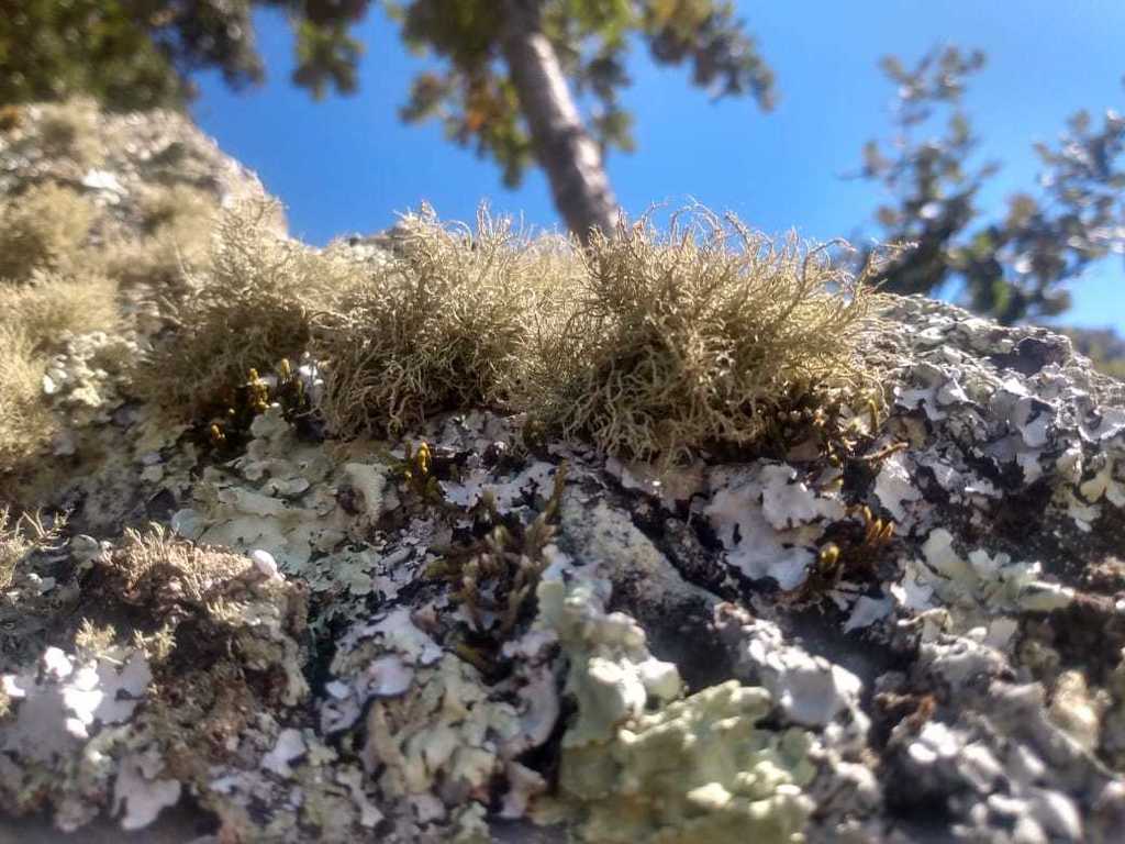 beard lichens from Coroneo, Gto., México on October 25, 2020 at 12:53 ...