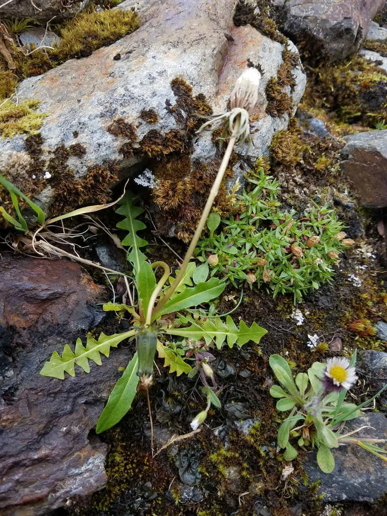 Alaska Dandelion from Sitka County, US-AK, US on September 2, 2017 at ...