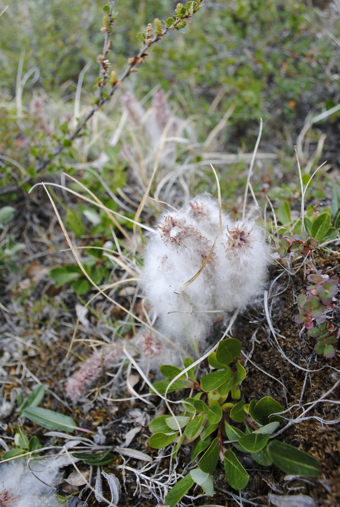 Arctic Willow (Salix arctophila) - Botanical Realm