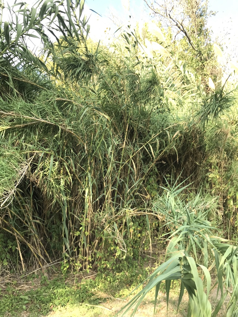 giant reed from University of Texas Intramural Fields, Austin, TX, US ...