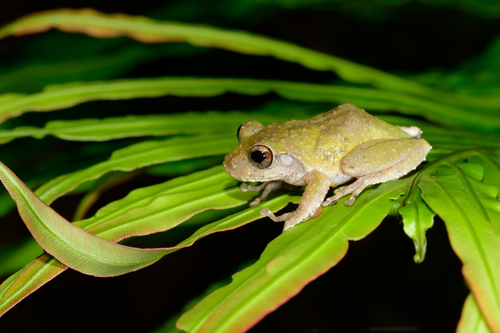 Wang's Tree Frog from 台灣屏東縣 on July 1, 2018 at 07:39 PM by Tzu-lun Hung ...