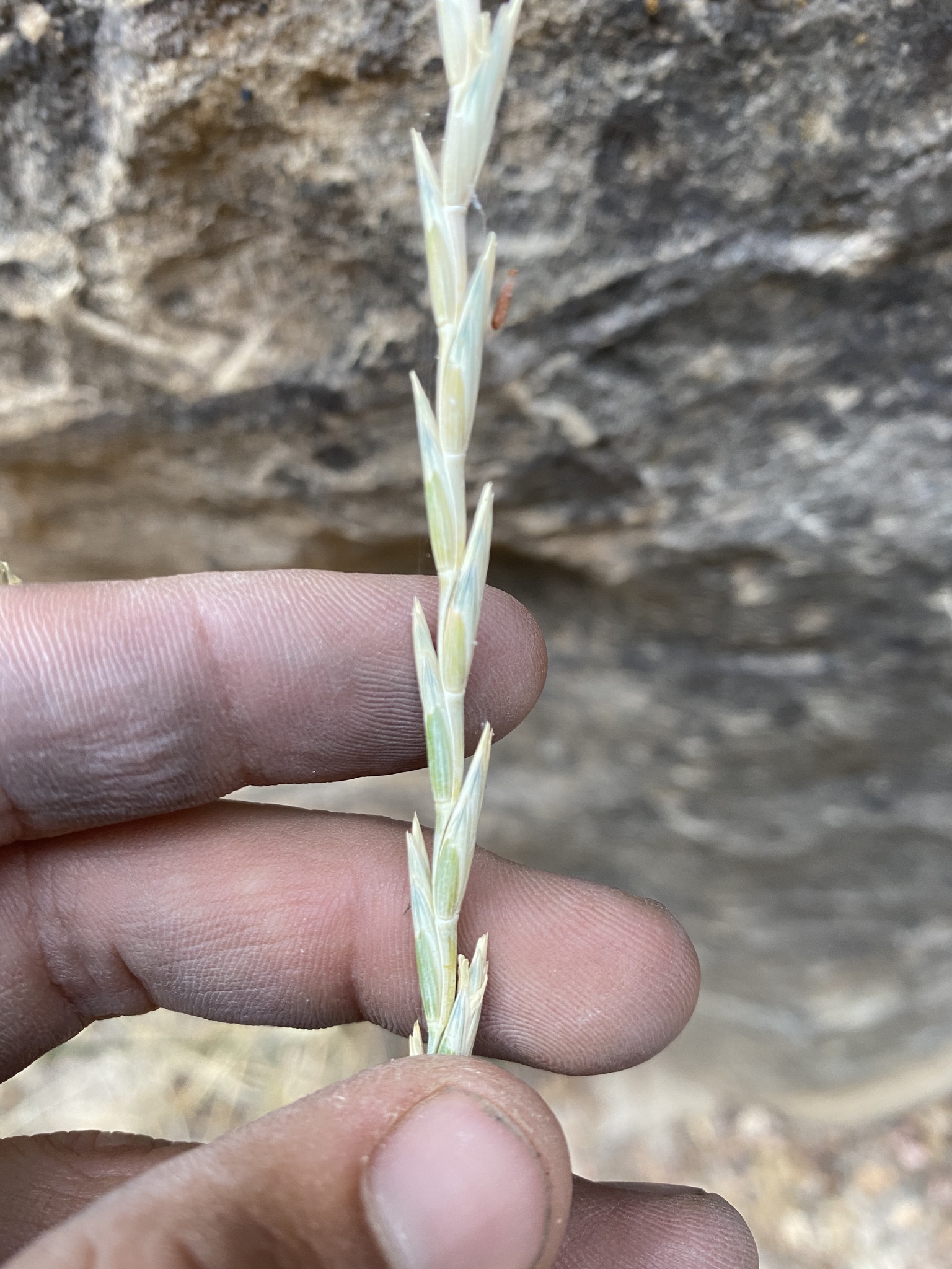 Thinopyrum intermedium subsp. intermedium