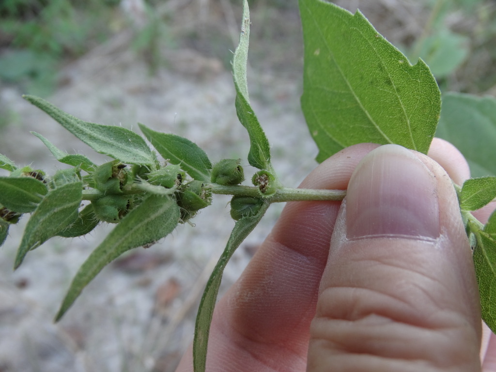 Sumpweed from Bull Creek Greenbelt Lower, Austin, TX, USA on October 25 ...