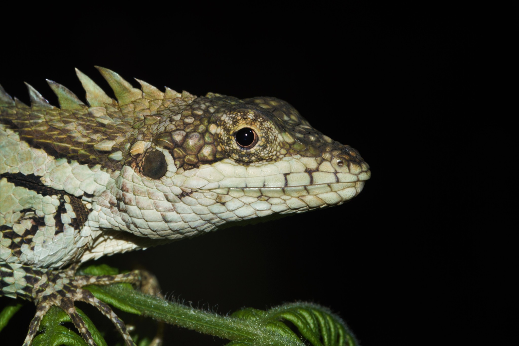 Salea anamallayana (Beddome, 1878)