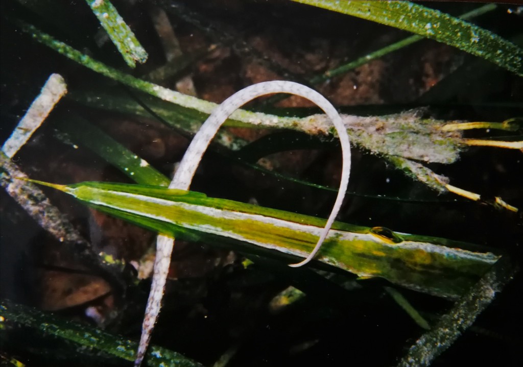 Crested Pipefish from South Australia, Australia on November 21, 1998 ...