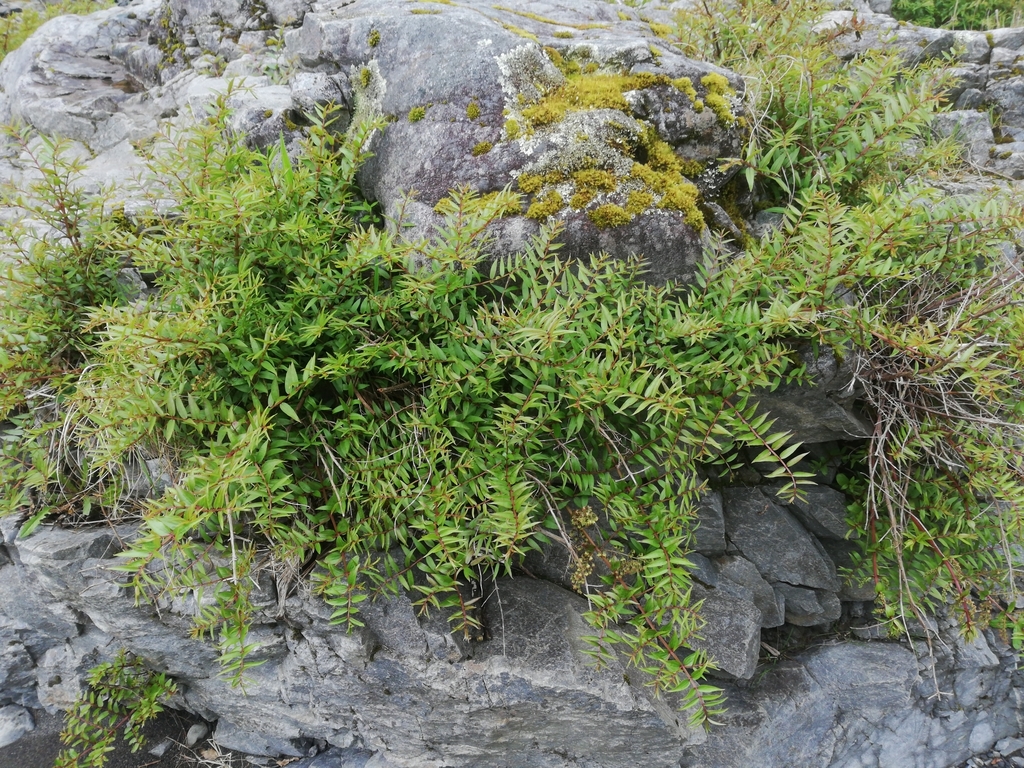 Tutu from Ruahine Forest Park, NZ-MW-MN, NZ-MW, NZ on October 25, 2020 ...