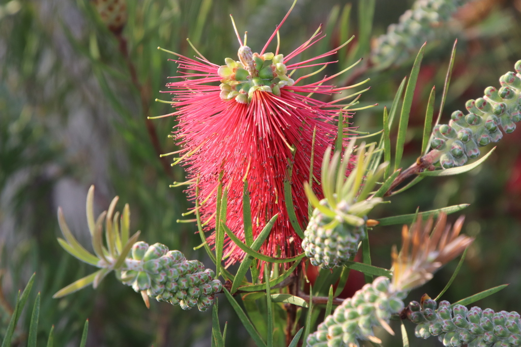 Melaleuca linearis linearis (Plantas alóctonas e invasoras de Asturias ...
