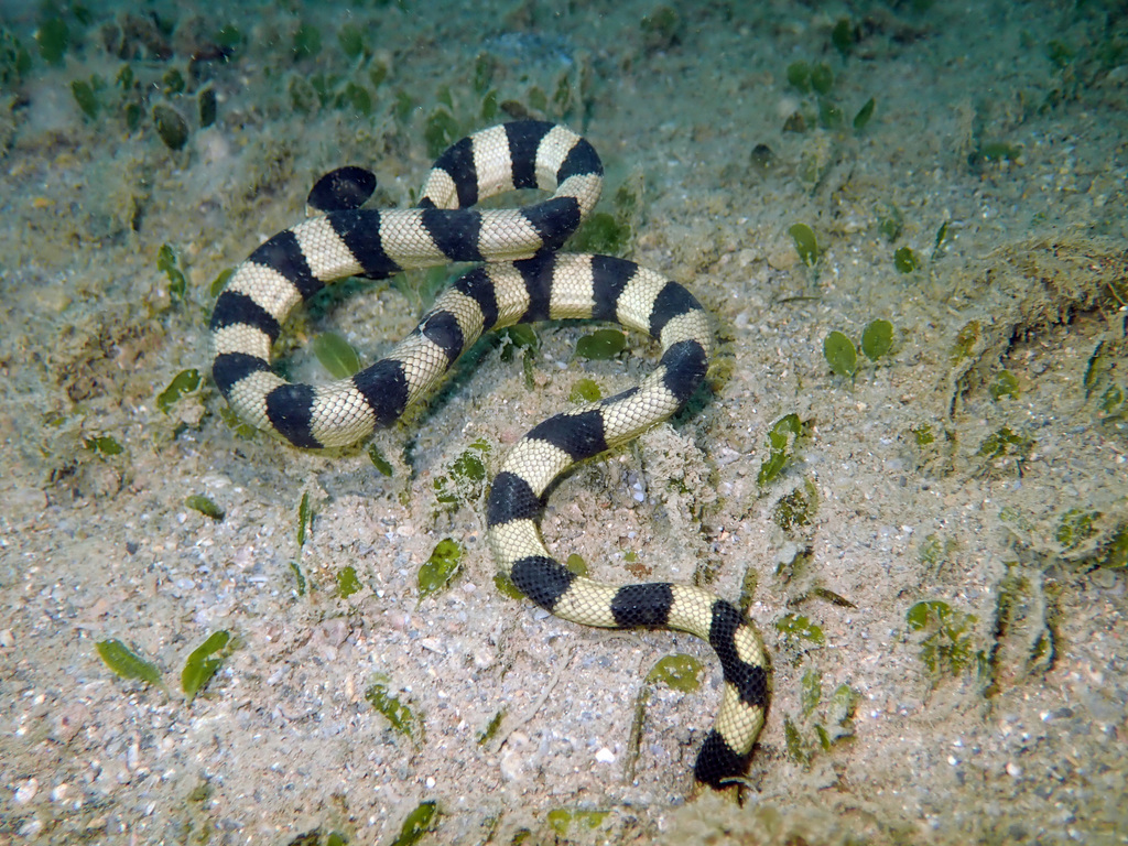 Cogger's Sea Snake from Rocher à la Voile, Nouméa 98800, New Caledonia ...
