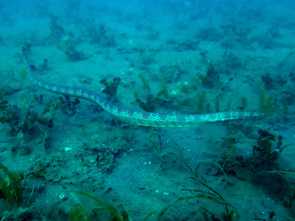 Horned Sea Snake (Hydrophis peronii) - Snakes and Lizards