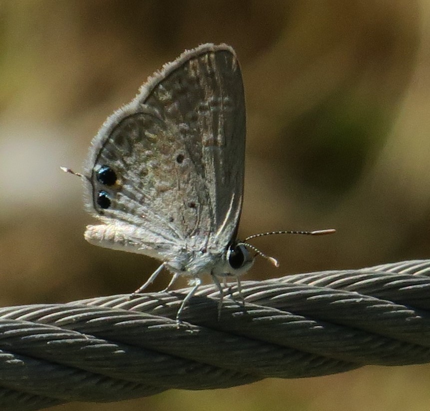 Small Cupid from The Sustainable City - Dubai on October 19, 2020 at 09 ...