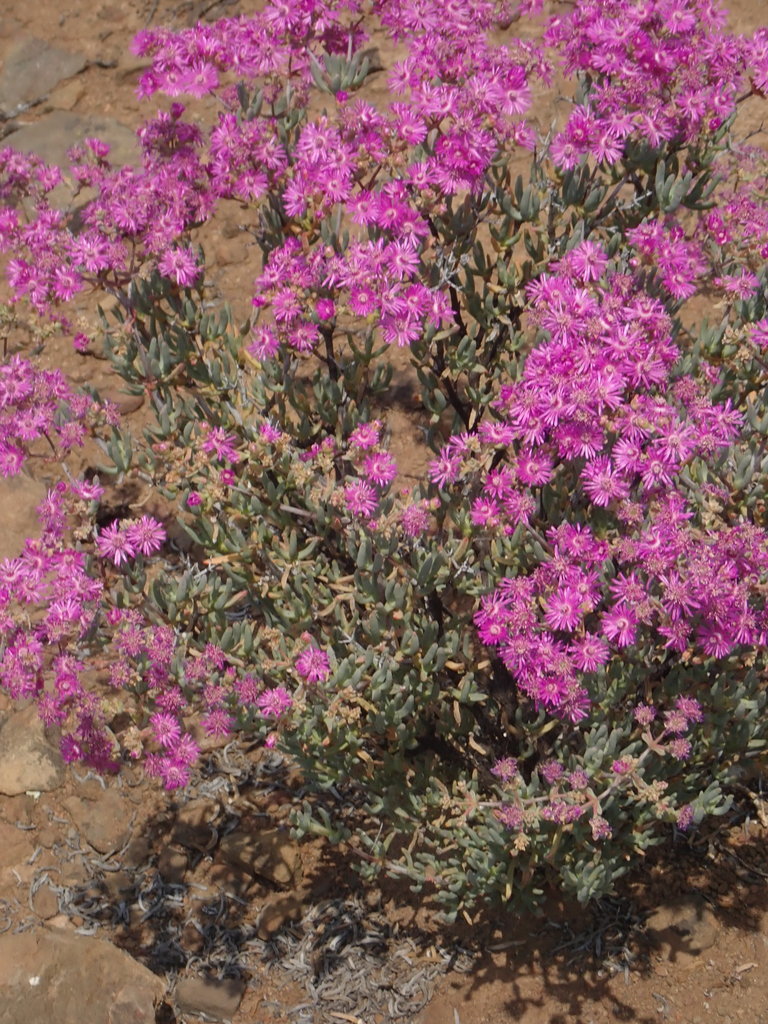 Tentfig from Minwater, GRDM on October 23, 2020 at 11:52 AM by Ann ...