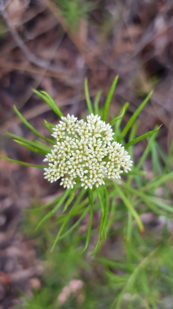 Shiny Cassinia (Cassinia longifolia) - Botanical Realm