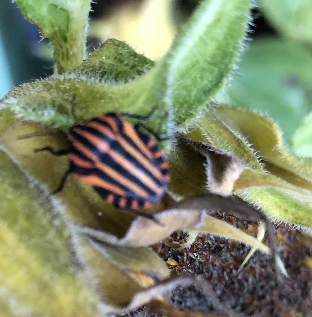 Continental Striped Shield Bug from Osprey Road, Waltham Abbey, England ...
