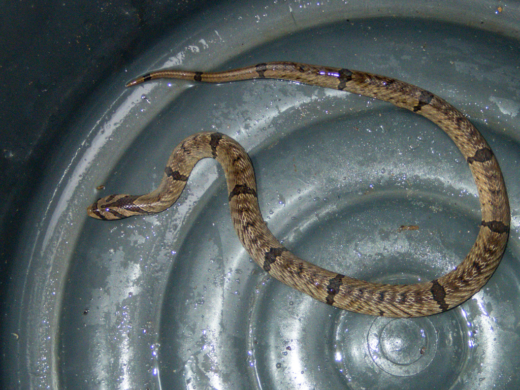 Observation of Oligodon fasciolatus (Small-banded Kukri Snake) - Gee Nature