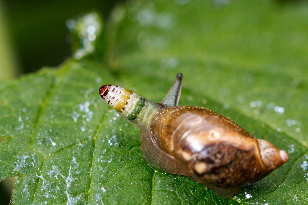 Leucochloridium paradoxum from Helsinki, Malminkartano, Suomi on June 9 ...