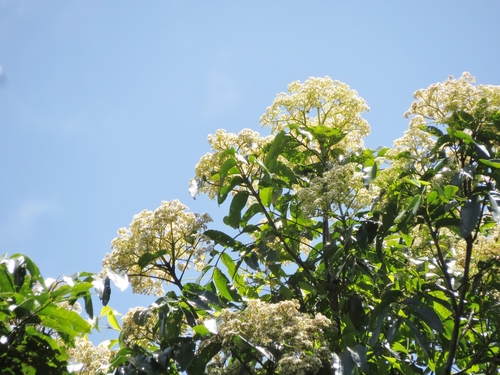 Flindersia acuminata · iNaturalist