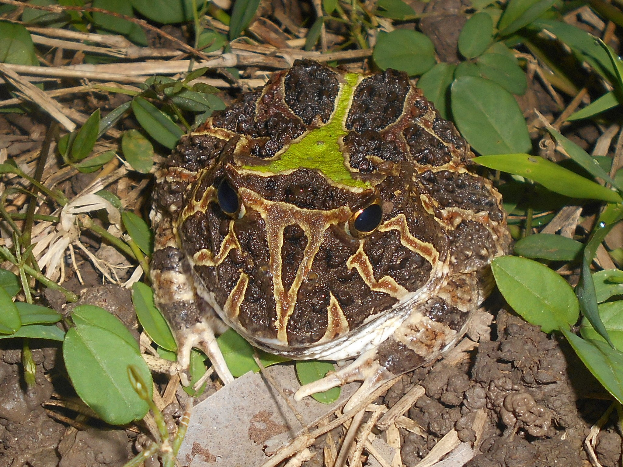 Ceratophrys calcarata Boulenger, 1890