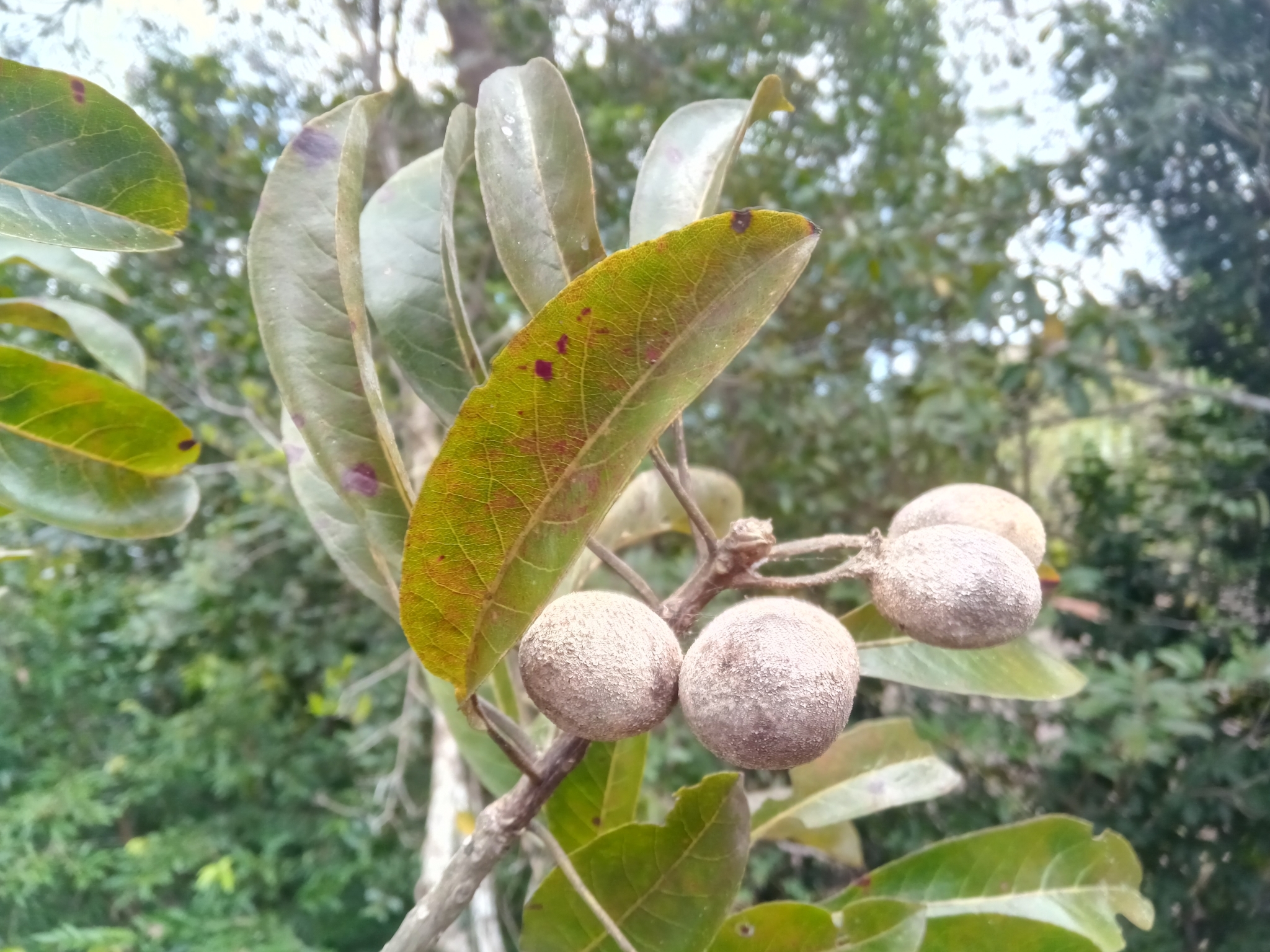 Terminalia calcicola H.Perrier