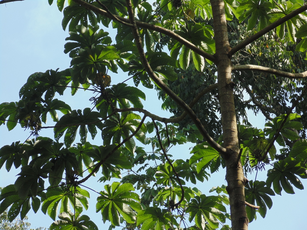 trumpet tree from Turbaco, Bolívar, Colombia on August 24, 2017 by ...