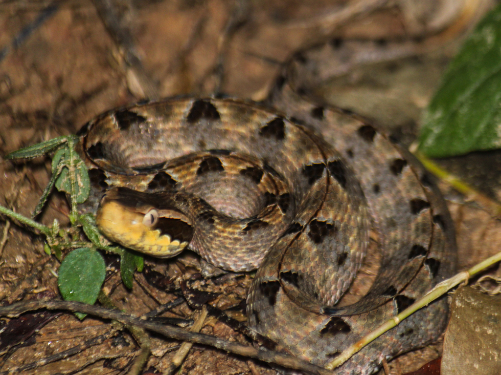 Malayan Pit Viper from Thma Bang, Kaôh Kong, Cambodia on March 25, 2011 ...