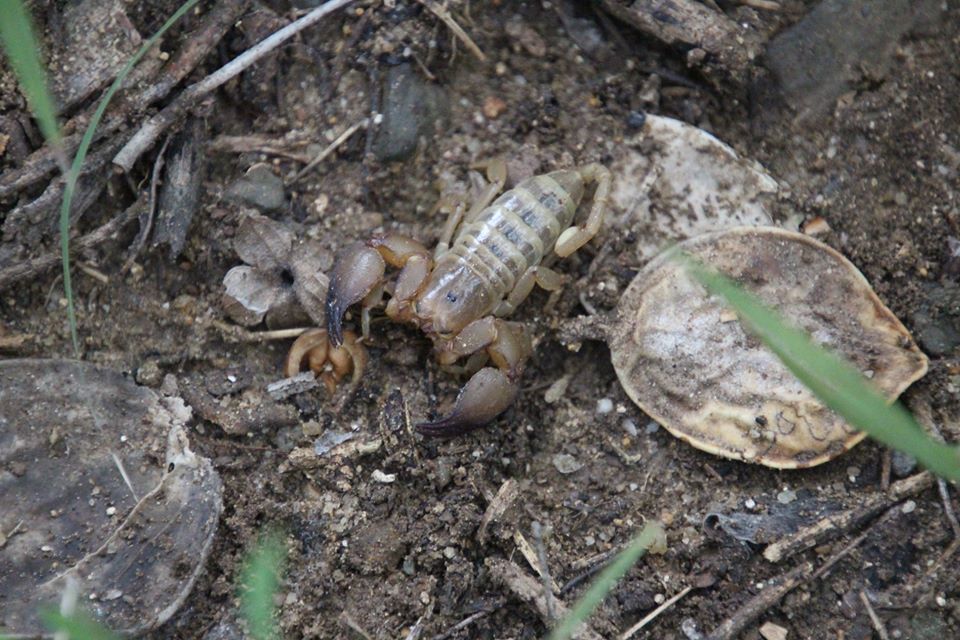 Palaeocheloctonus pauliani from Atsimo-Andrefana, Madagascar on April ...