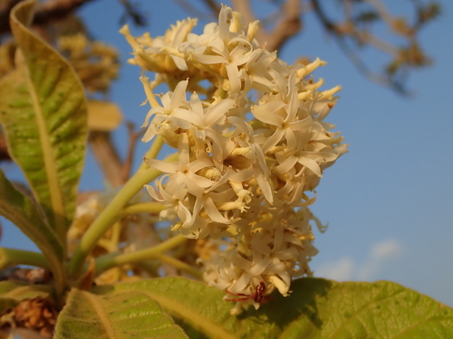 Aspidosperma tomentosum · iNaturalist