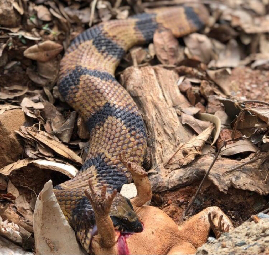 Wagler's Snake from Brasília on October 26, 2020 at 11:55 AM by cathzfl ...