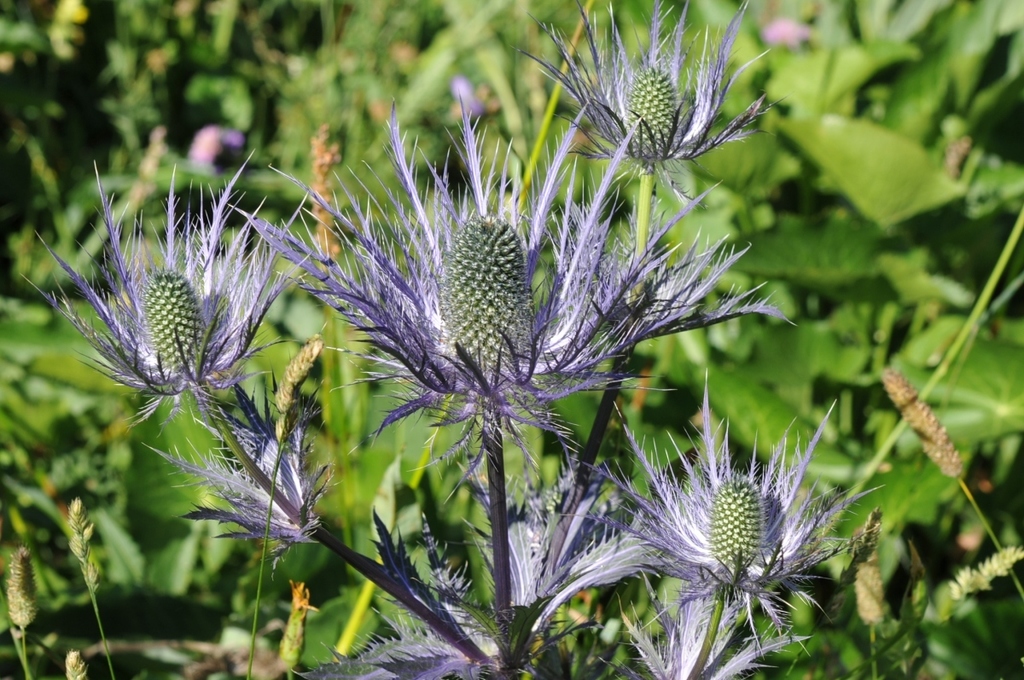 Queen-of-the-Alps (Eryngium alpinum) - Botanical Realm
