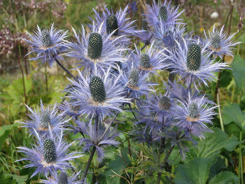 Queen-of-the-Alps (Eryngium alpinum) - Botanical Realm