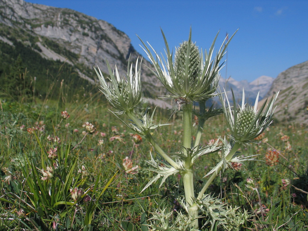 Queen-of-the-Alps (Eryngium alpinum) - Botanical Realm
