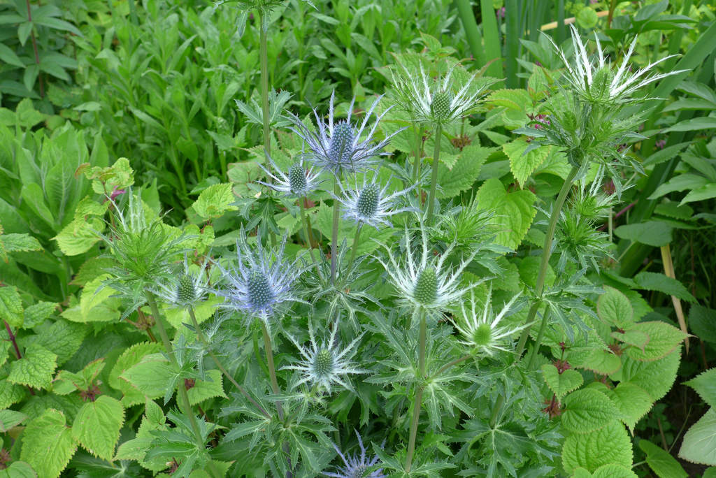 Queen-of-the-Alps (Eryngium alpinum) - Botanical Realm