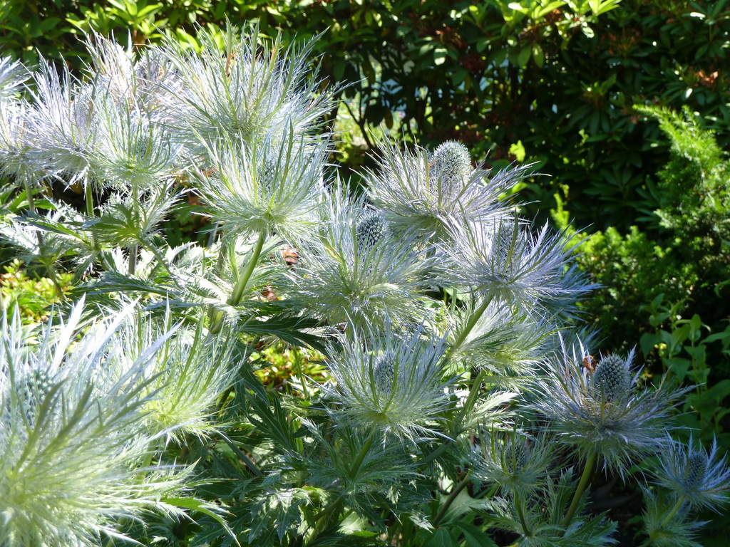 Queen-of-the-Alps (Eryngium alpinum) - Botanical Realm