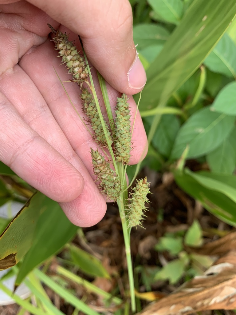 Cypress Swamp Sedge from Mississippi State University, Starkville, MS ...
