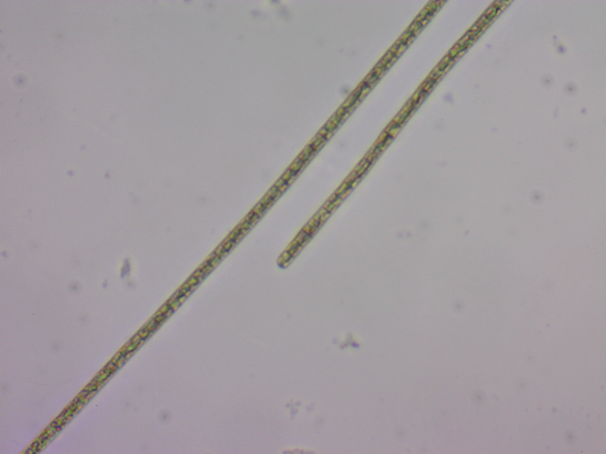 Planktothrix Anagnostidis & Komárek, 1988