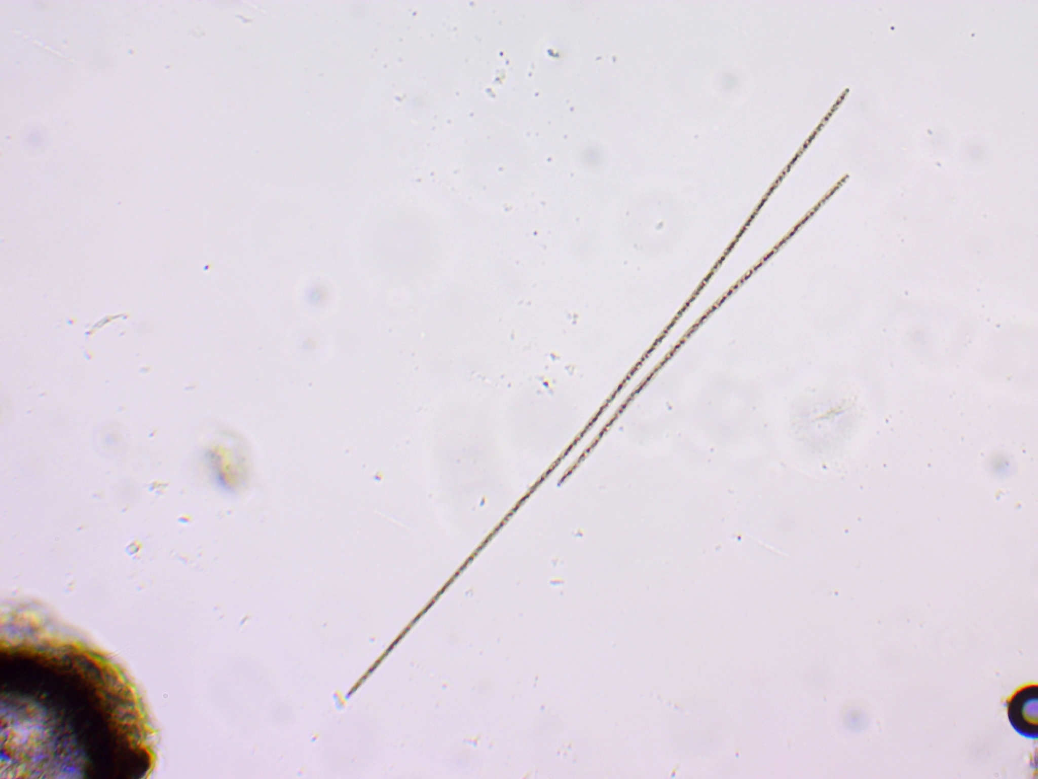 Planktothrix Anagnostidis & Komárek, 1988