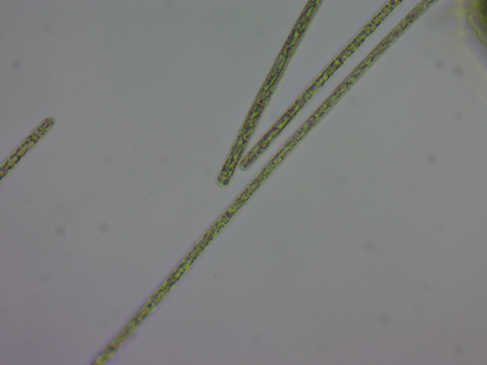 Planktothrix Anagnostidis & Komárek, 1988