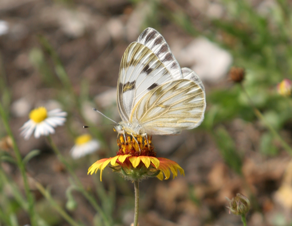 Checkered White (Southern Plains butterfly guide) · iNaturalist