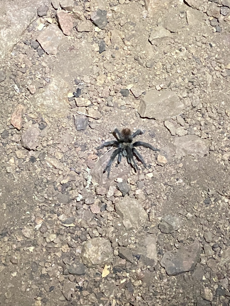 Superstition Mountains Tarantula from Tonto National Forest, Superior ...