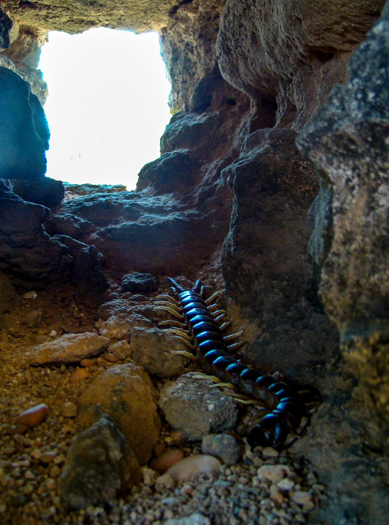 Giant Centipedes from Santa Cruz 4150, Falcón, Venezuela on November 29 ...