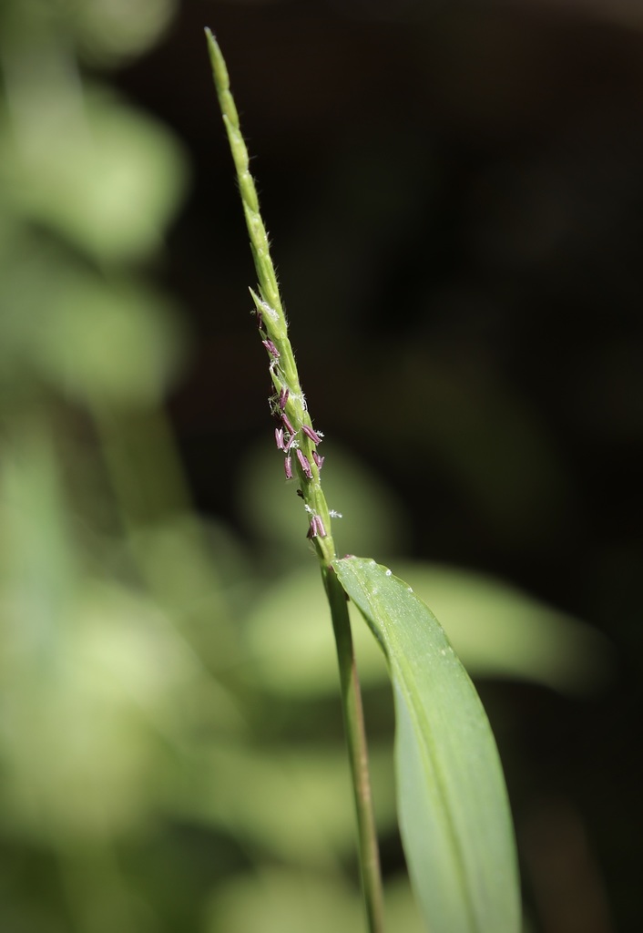 Japanese Stiltgrass (Indiana Pesticide Plants) · iNaturalist