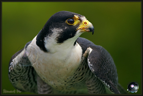 Typical Falcons (Falco) - Avian Discovery