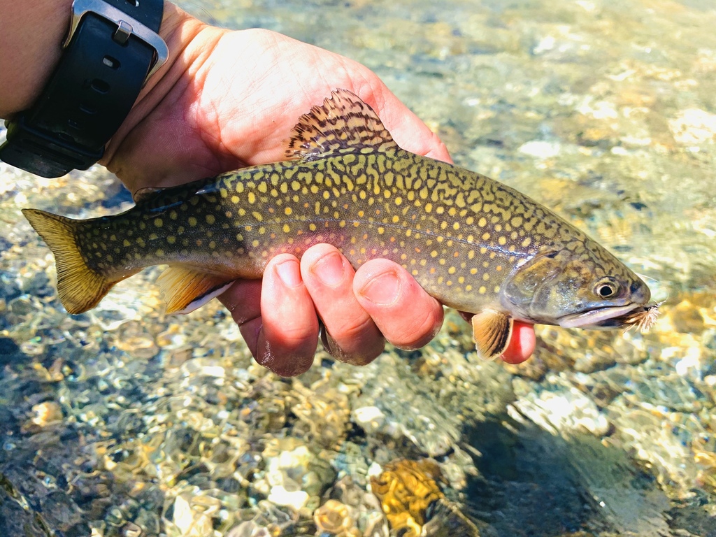 Brook Trout from Parc national des Écrins, Orcières, Provence-Alpes ...